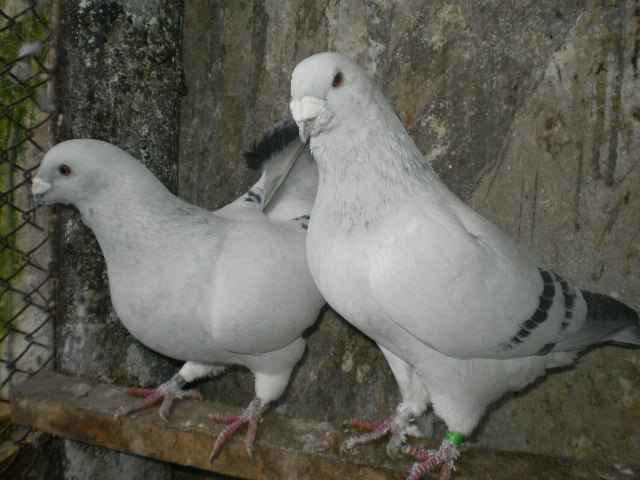 Anunturi Craiova - Vanzari diverse - Vand porumbei standard albatri pre ...